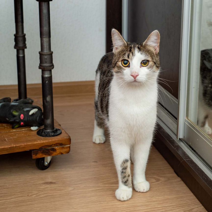 Котенок мальчик любит всех ищет дом