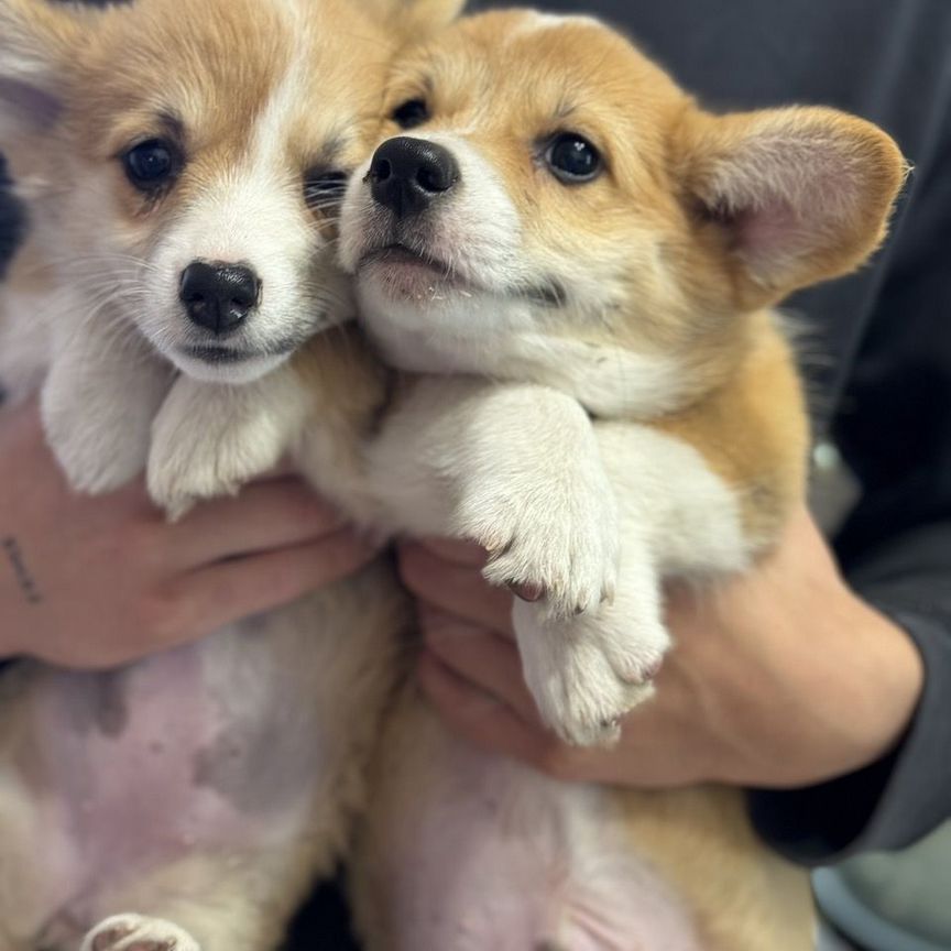 Вельш-корги