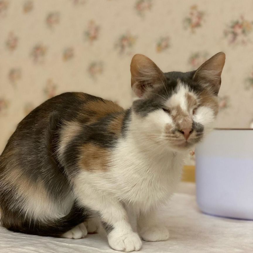 Кошка