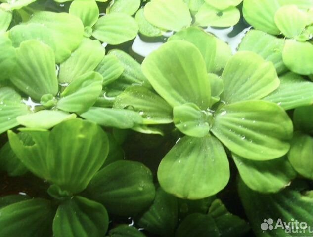 Прополка аквариума. Пистия