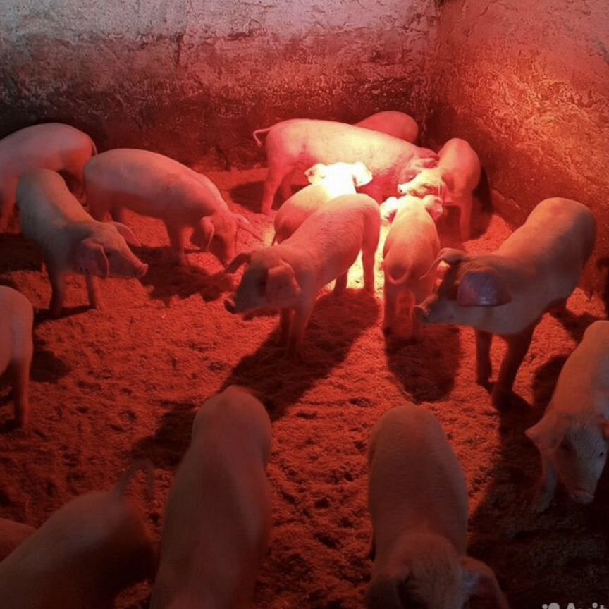 Поросята ландрас