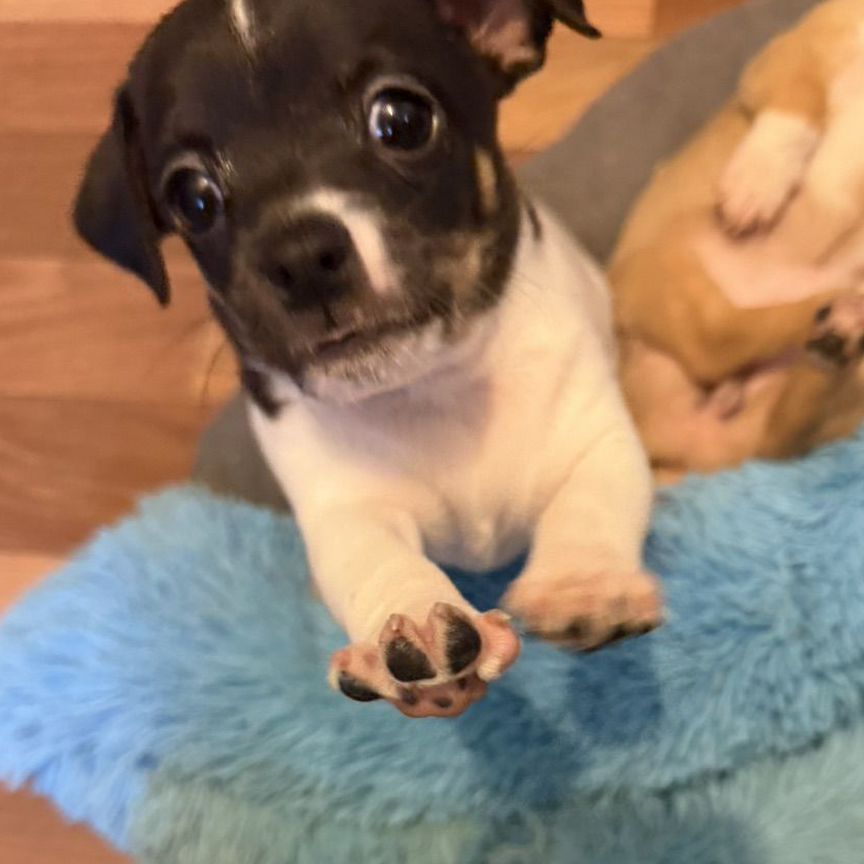 Джек-Чи, щенок