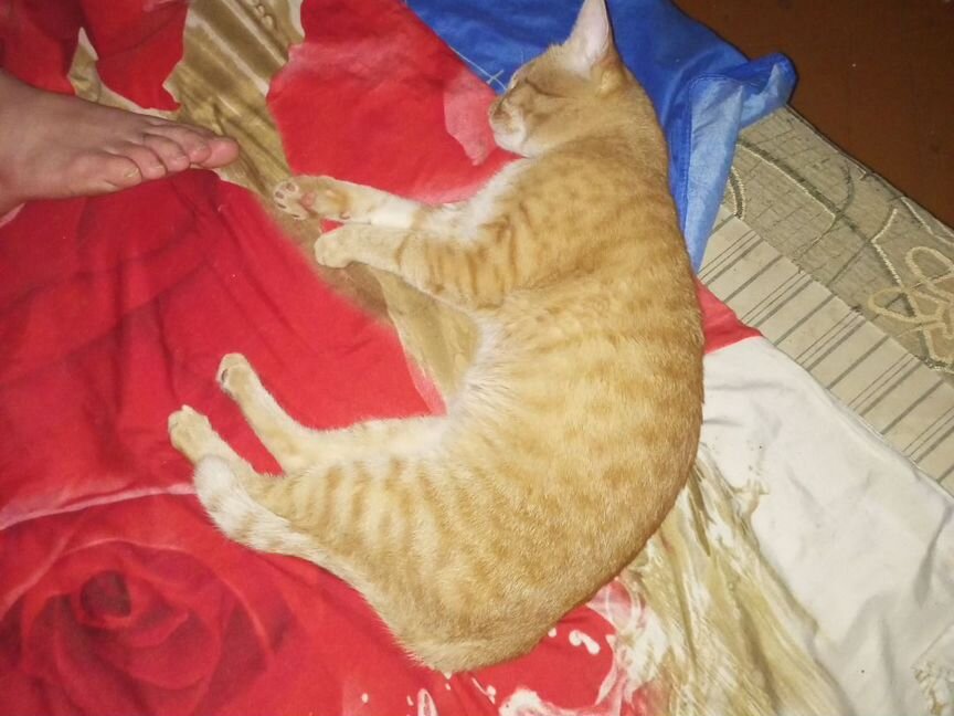 Кошка в дар бесплатно