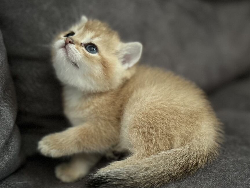 Британская золотая шиншилла