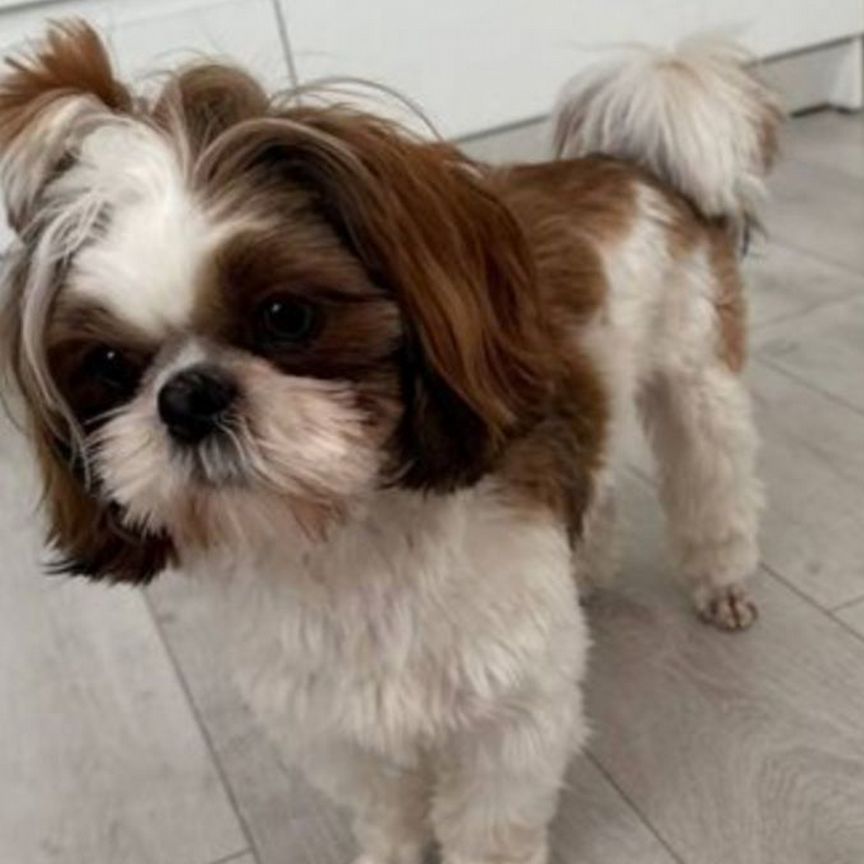 Ши-тцу в хорошие руки