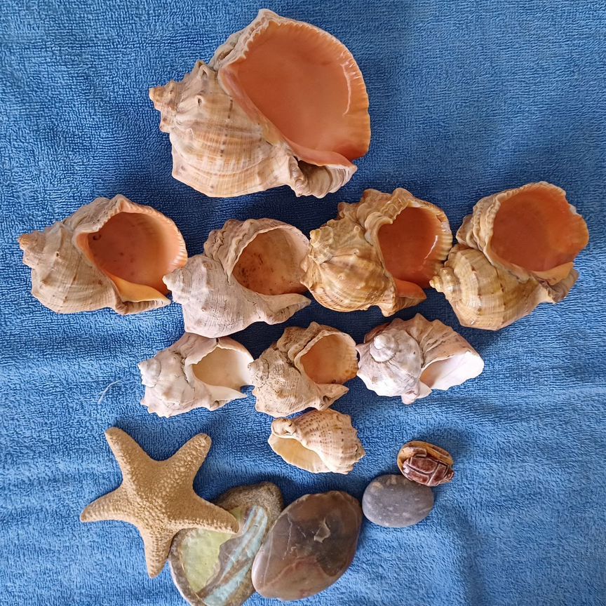 Морские ракушки раковины