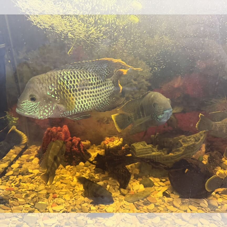 Рыбка акара бирюзовая