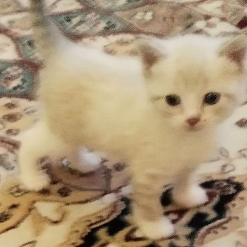 Котёнок регдолл