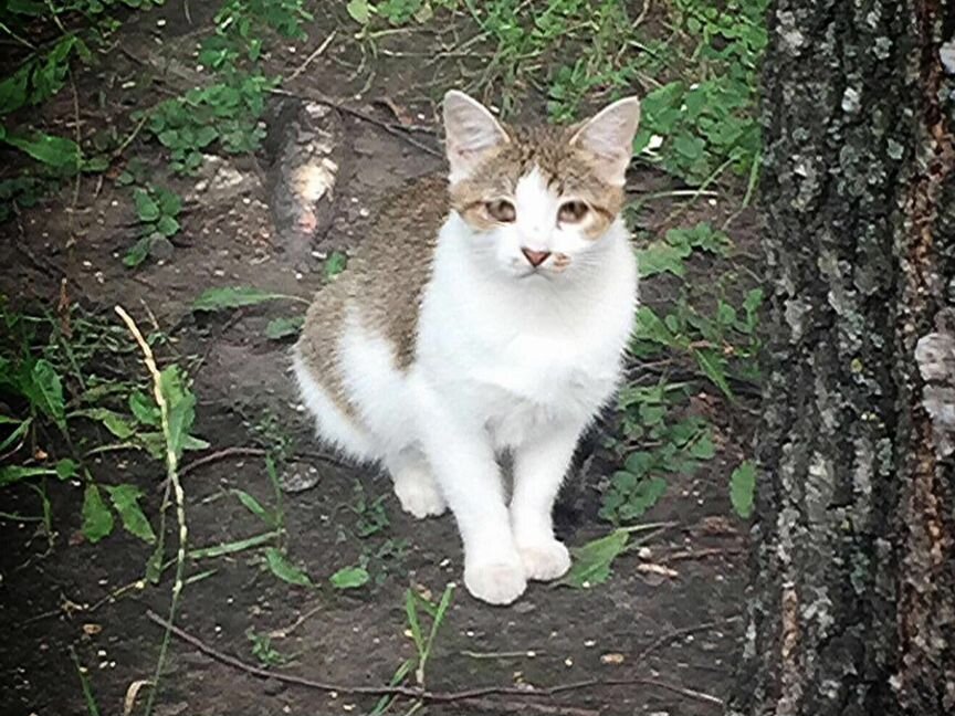 Кошка Молли,белая грудка, 2 года