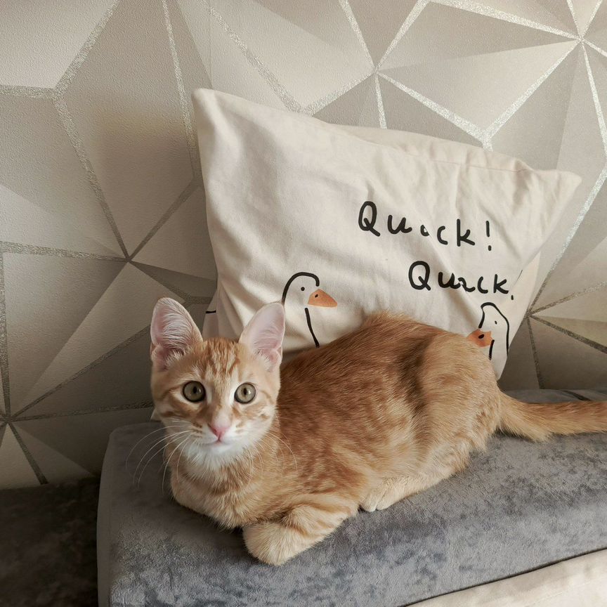 Рыжий котенок мальчик