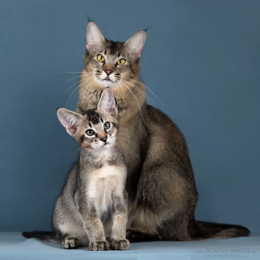 Котёнок каракет ф5, мальчик