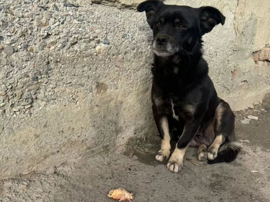 Маленькая собака в добрые руки