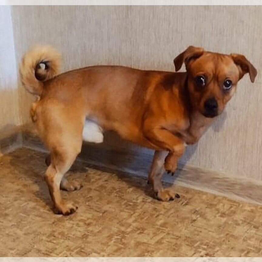 Собака ищет дом