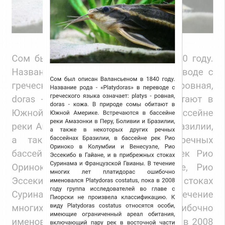 Сомик платидорас взрослый