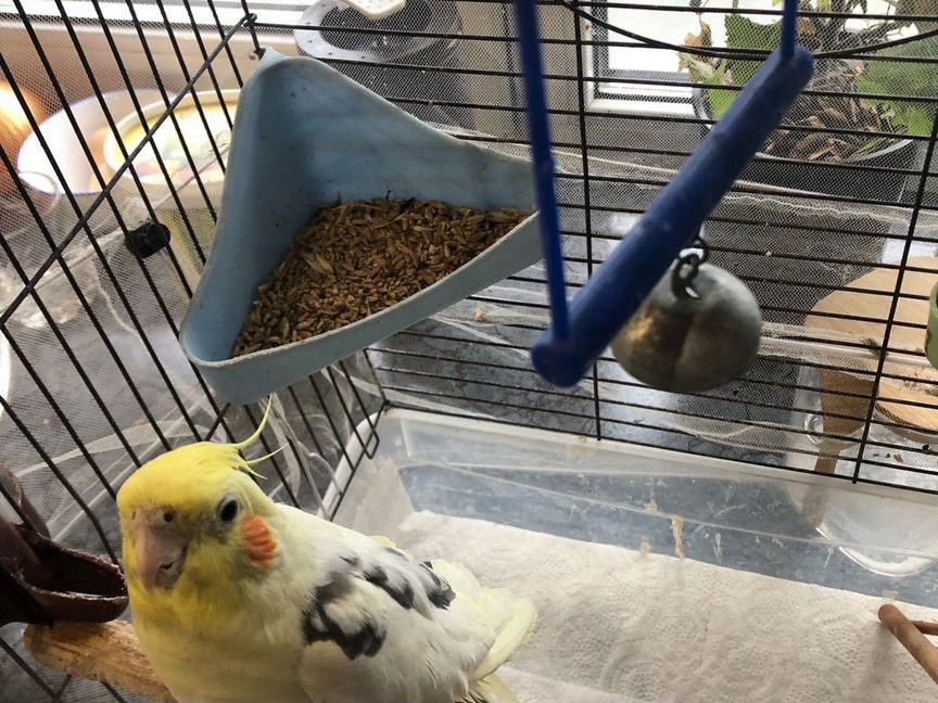 Попугай карелла с клеткой