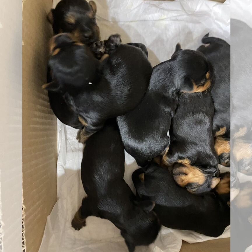 Йоркширский терьер, щенок