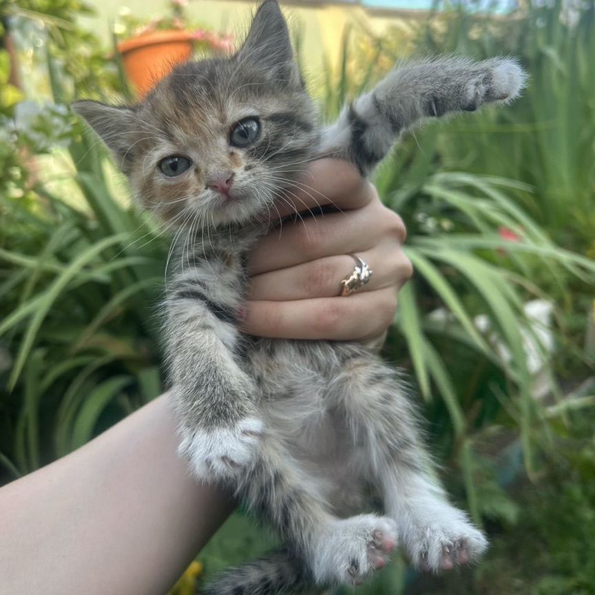 Котенок в добрые руки