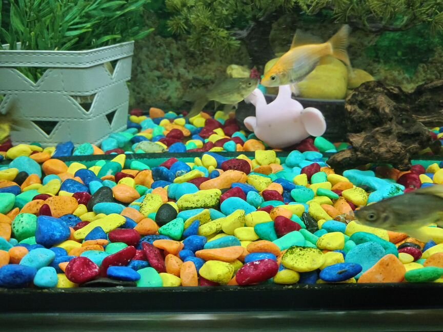 Рыбка комета