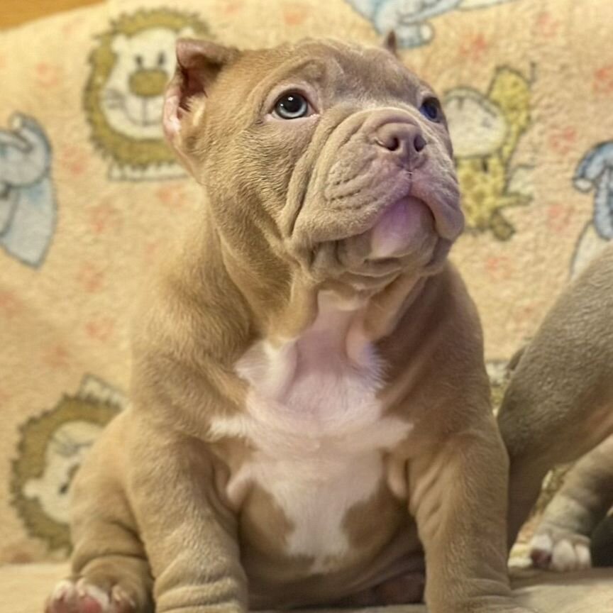 Американский булли, щенок
