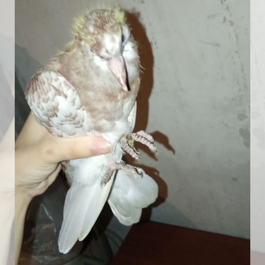 Ручной голубь,домашний голубь, породистый голубь