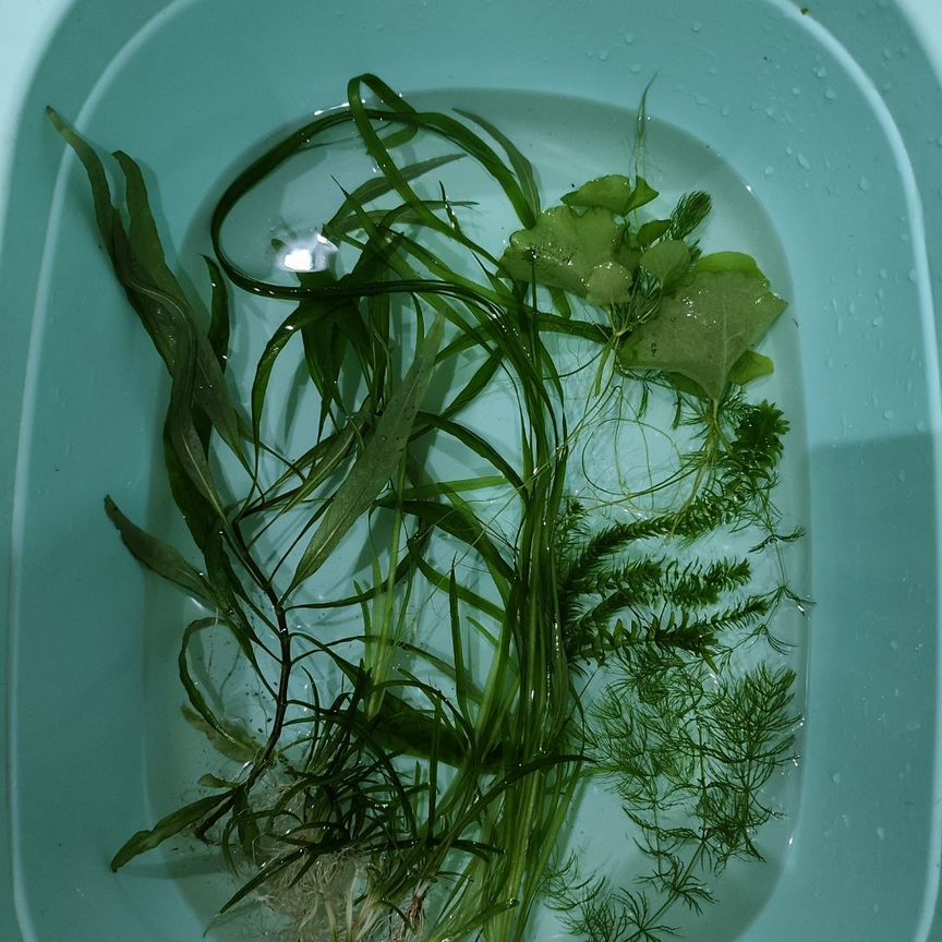 Аквариумные растения