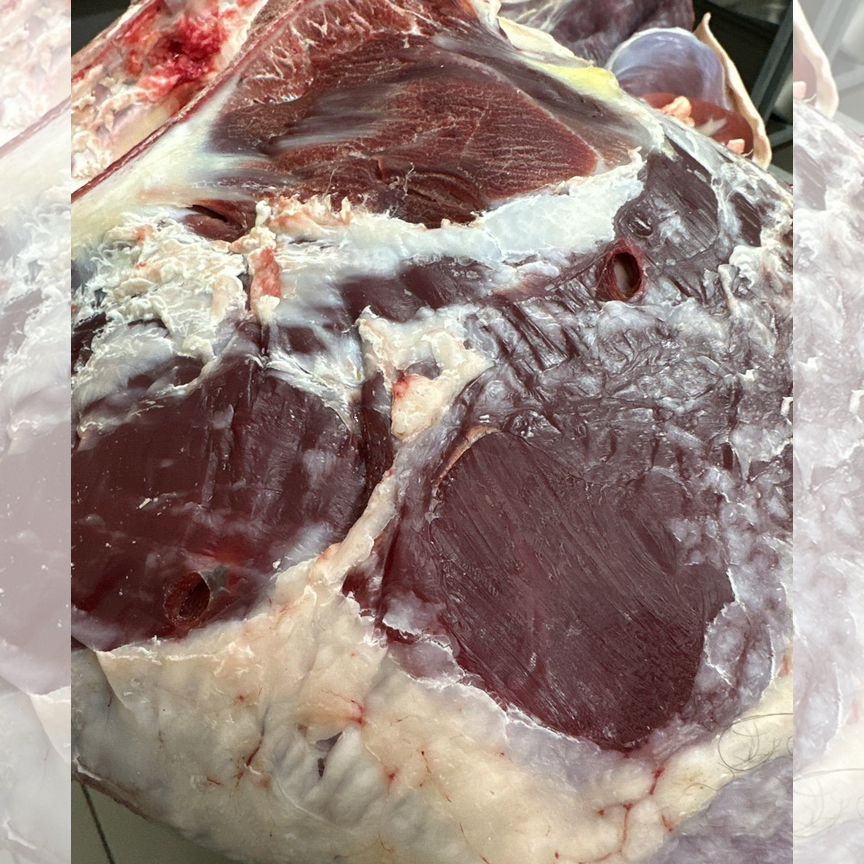 Кости говяжьи халяль