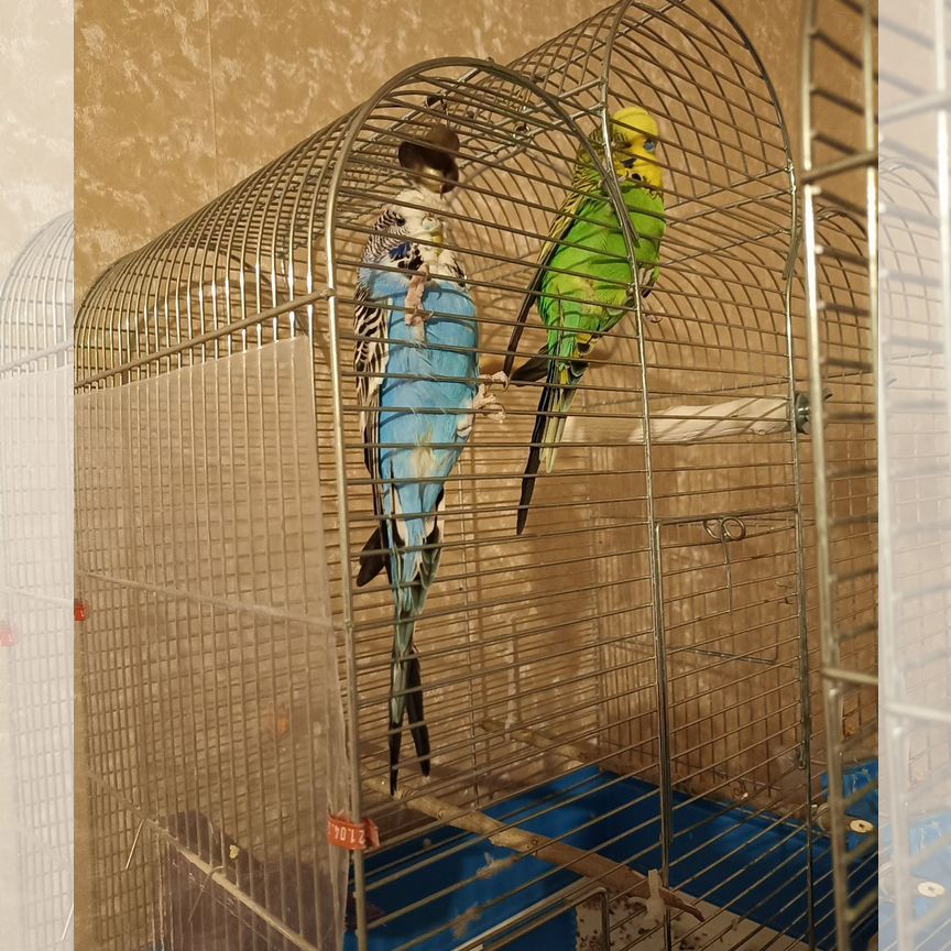 Выставочный попугай чех