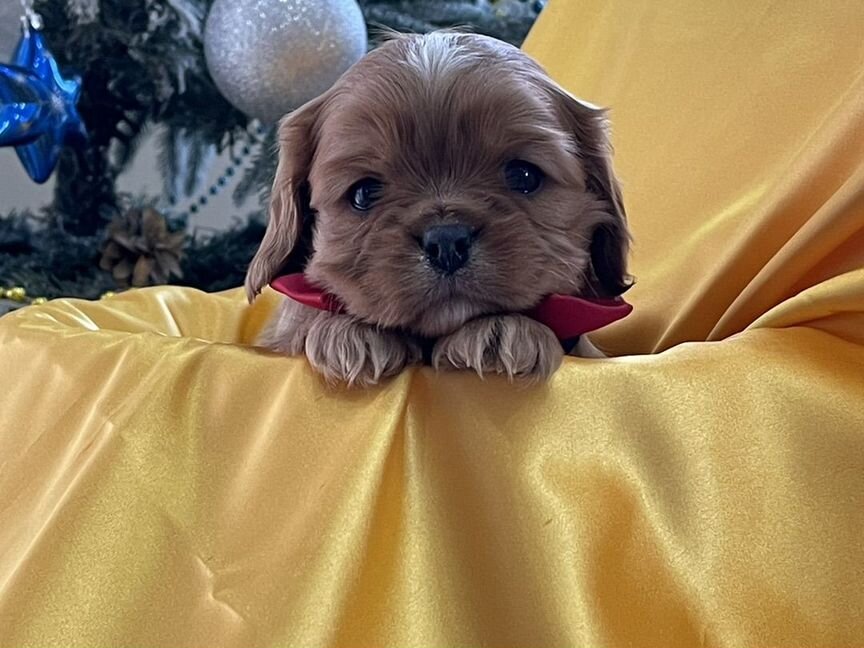 Кавалер Кинг Чарльз Спаниель