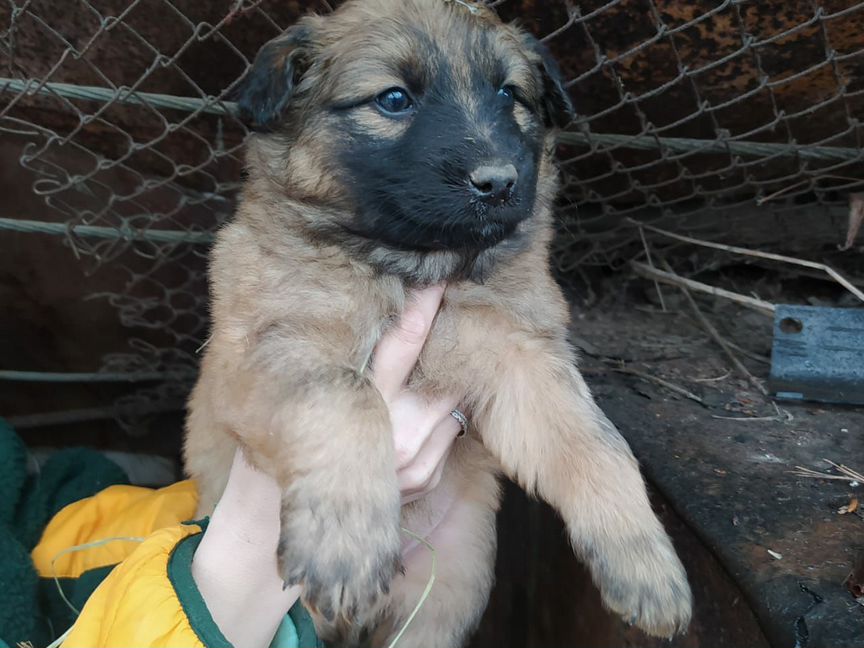 Щенок 1.5 месяца мальчик