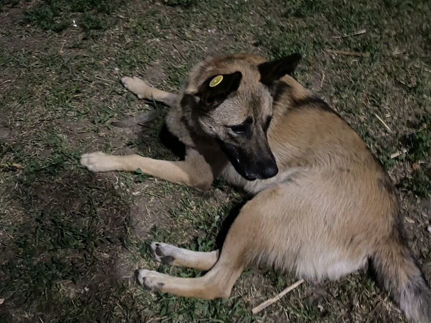 Собачка Пальма