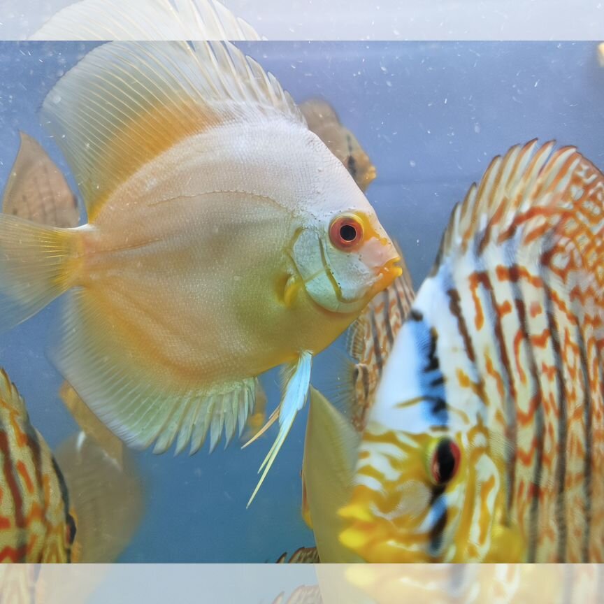 Молодые Дискусы, Бою Даймонды