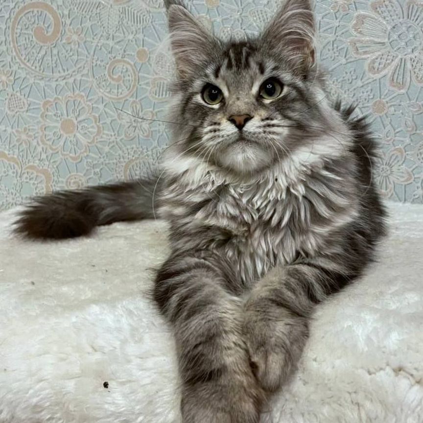 Котенок Мейн-Кун