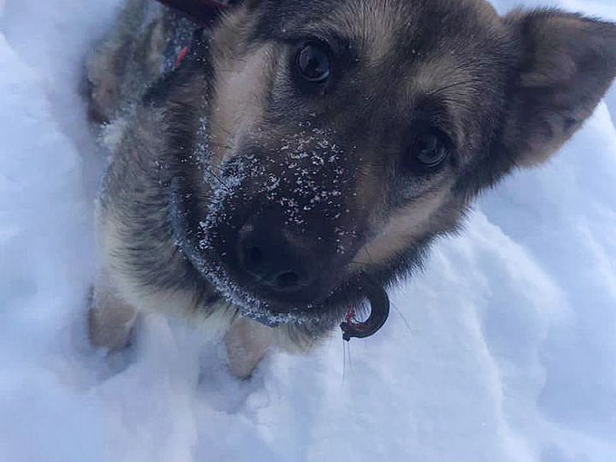 Спасите щенка/ в добрые руки/ бесплатно