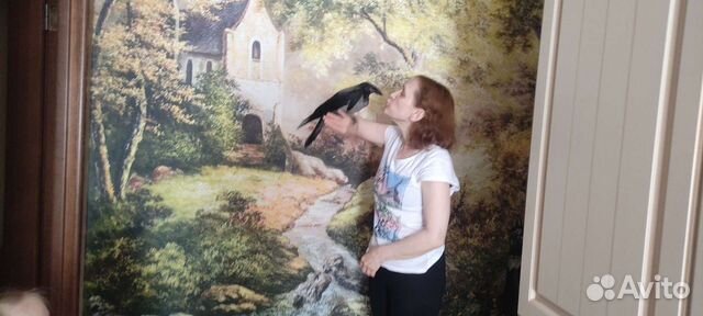 Птенец ворона