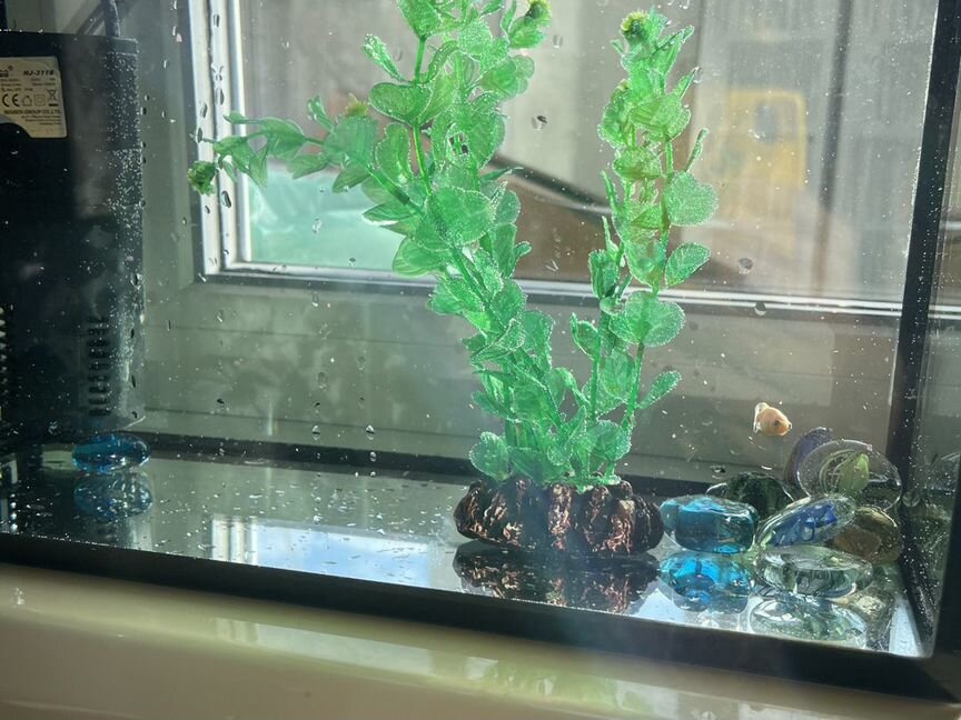 Аквариум с двумя рыбками