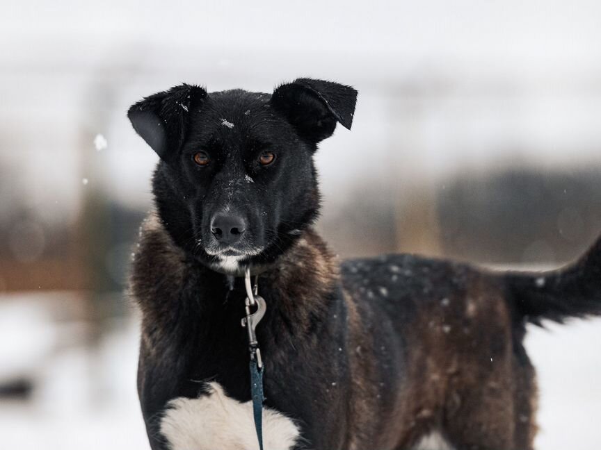 Собаки в дар