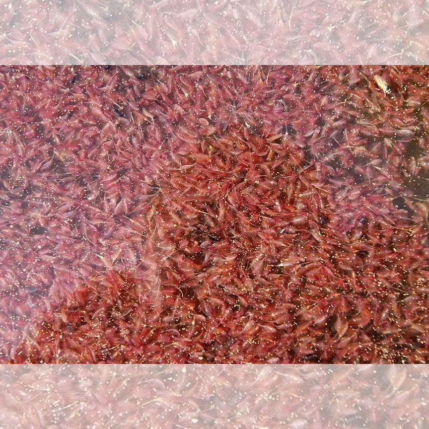 Артемия замороженная