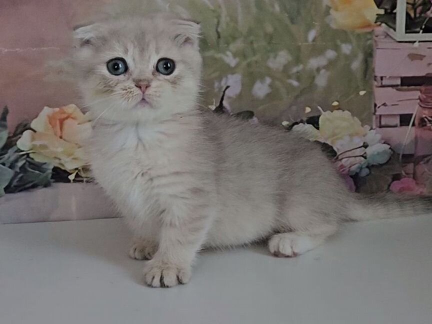 Манчкин фолд на коротких лапках