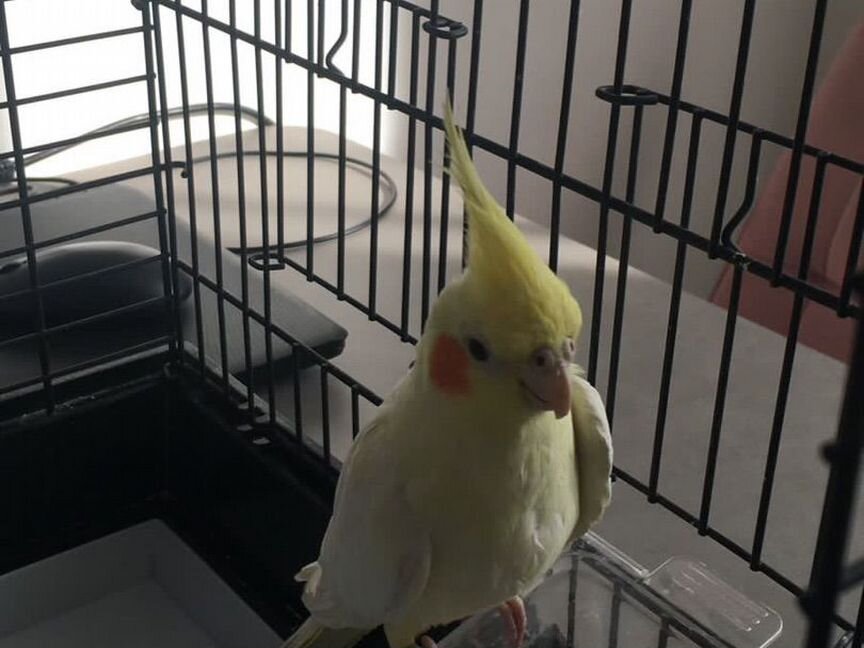 Попугай корелла с клеткой