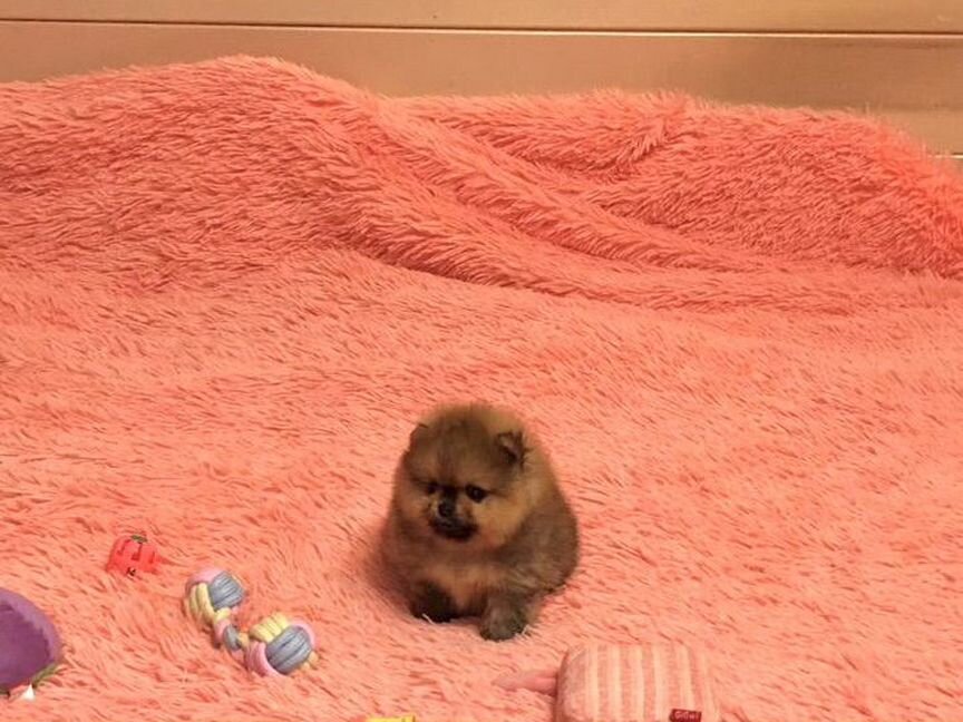 Рыжий мини померанский щпиц