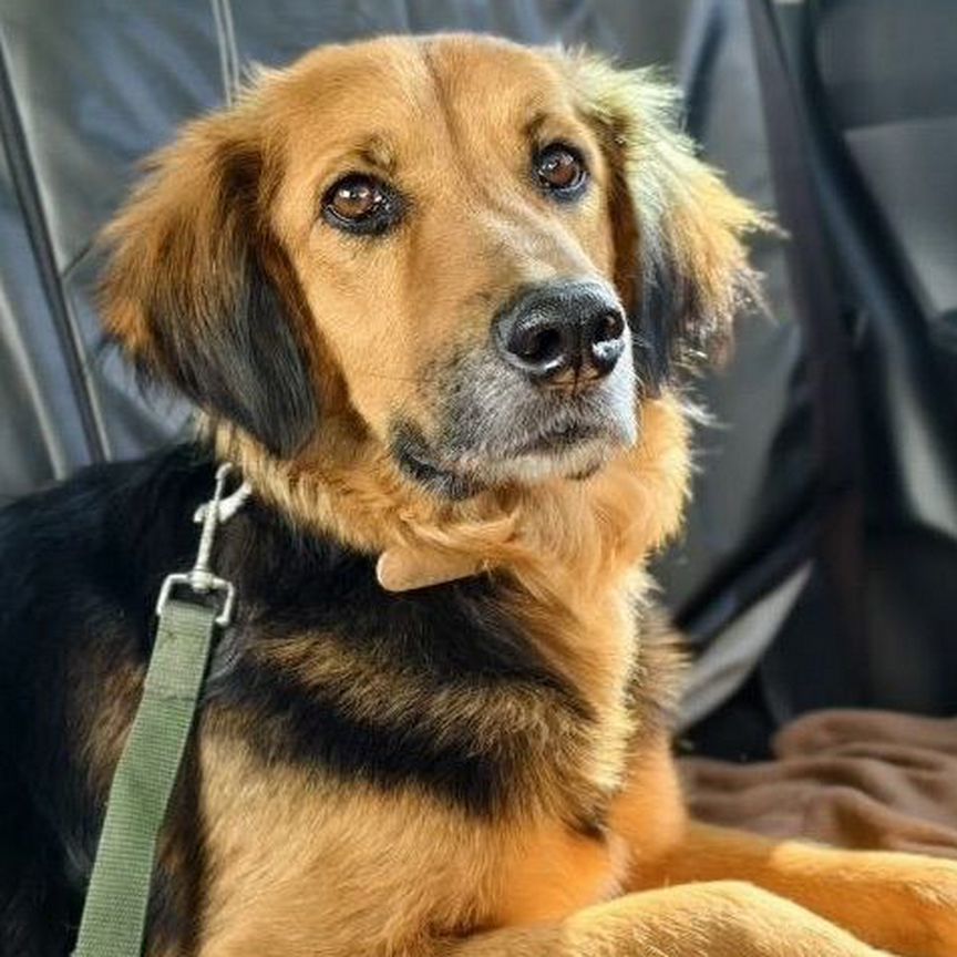 Взрослая собака в добрые руки