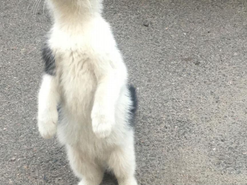 Малышня ищет дом