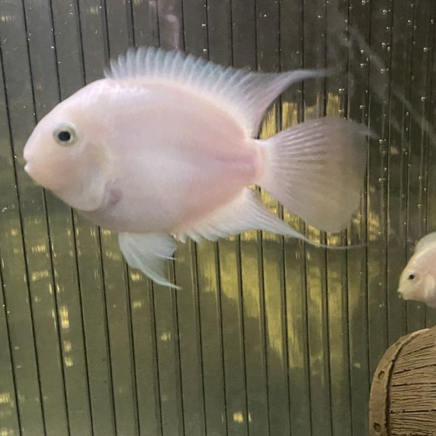 Рыбка попугай платиновый