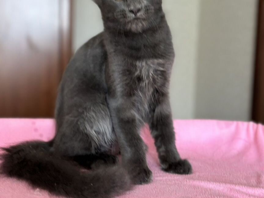 Котята мейн-кун