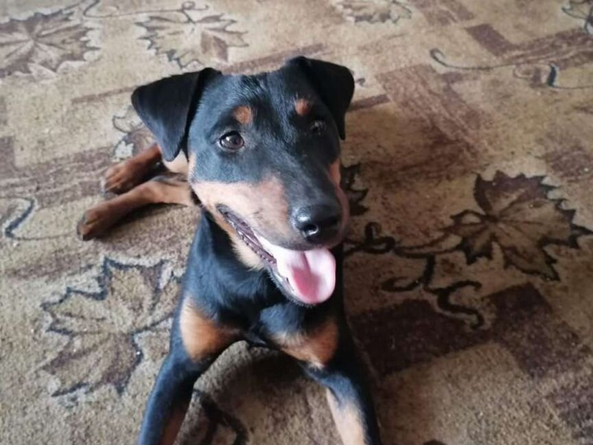 Вязка ягдтерьера