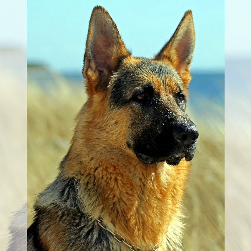 Немецкая овчарка