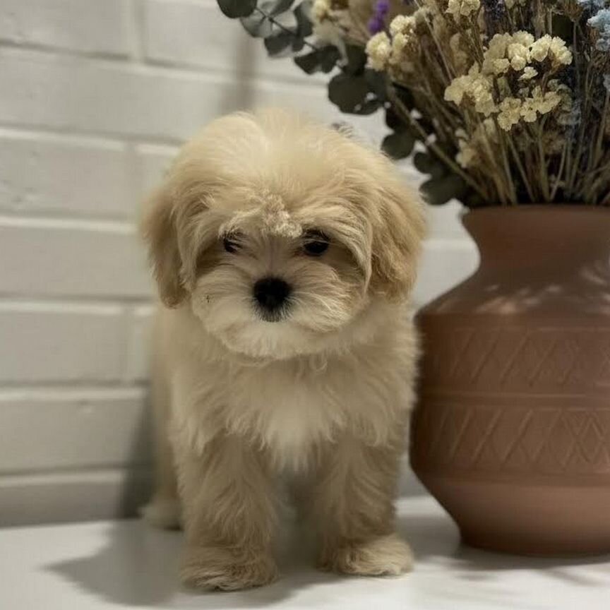 Мальтипу, щенок