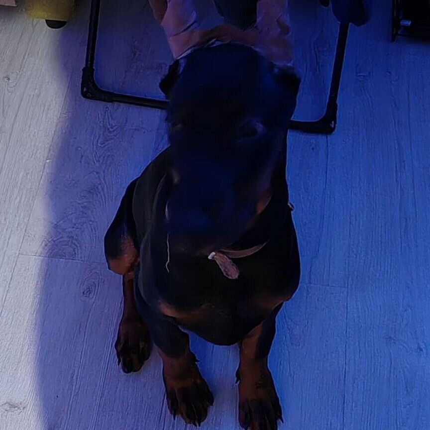 Доберман, щенок