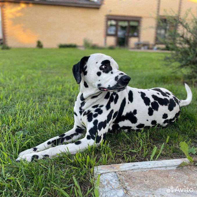 Далматинец в добрые руки