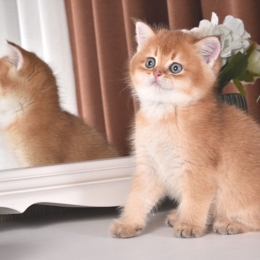 Британская золотая шиншилла